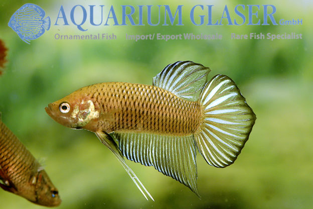 Betta splendens Pla kat Yellow cheek Spadetail - Aquarium Glaser GmbH
