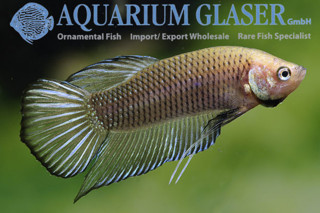 Betta splendens Pla kat Yellow cheek Spadetail - Aquarium Glaser GmbH
