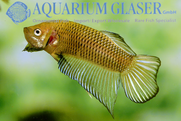 Betta splendens Pla kat Yellow cheek Spadetail - Aquarium Glaser GmbH