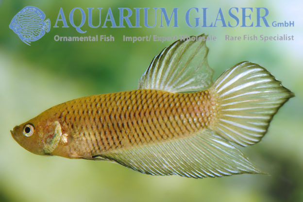 Betta splendens Pla kat Yellow cheek Spadetail - Aquarium Glaser GmbH