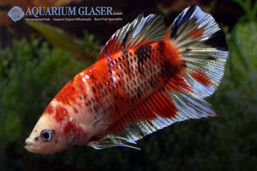 Betta splendens KOI - Aquarium Glaser GmbH