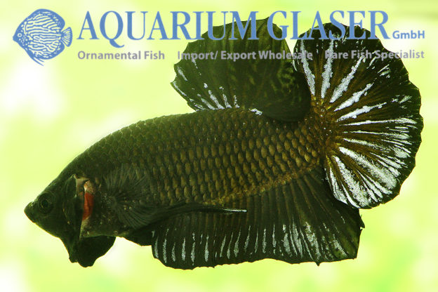 Betta splendens Black Knight Pla Kat - Aquarium Glaser GmbH