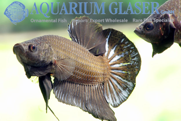 Betta splendens Black Knight Pla Kat - Aquarium Glaser GmbH