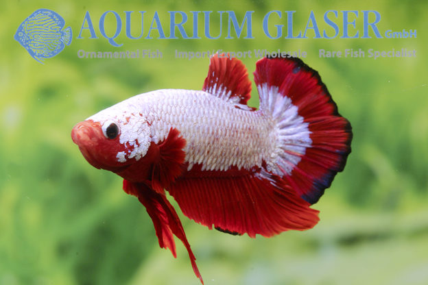 Betta splendens Hellboy II - Aquarium Glaser GmbH