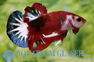Betta splendens Hellboy II - Aquarium Glaser GmbH