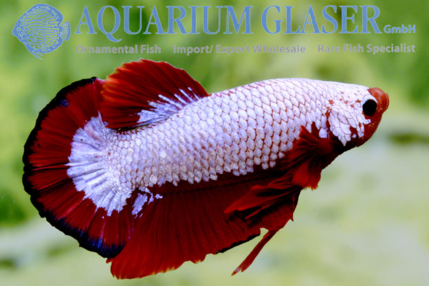 Betta splendens Hellboy II - Aquarium Glaser GmbH