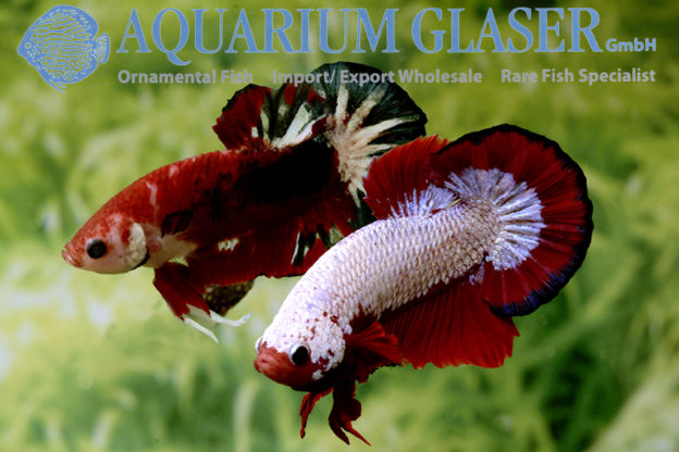 Betta splendens Hellboy II - Aquarium Glaser GmbH