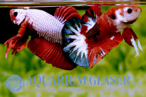 Betta splendens Hellboy II - Aquarium Glaser GmbH