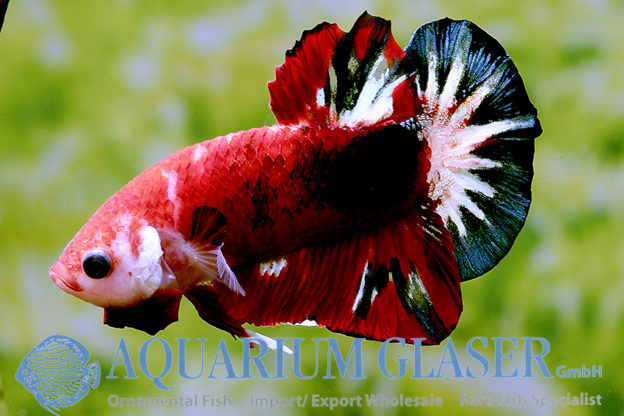 Betta splendens Hellboy II - Aquarium Glaser GmbH