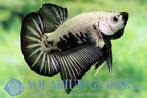 Kampffisch - Aquarium Glaser GmbH