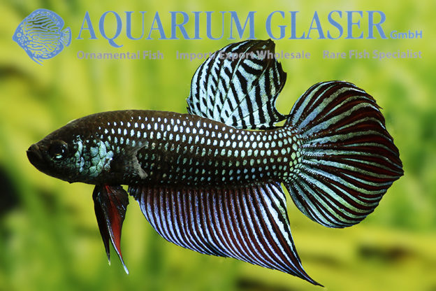 New Bettas (1): Spade Tail - Aquarium Glaser GmbH