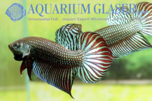 New Bettas (1): Spade Tail - Aquarium Glaser GmbH