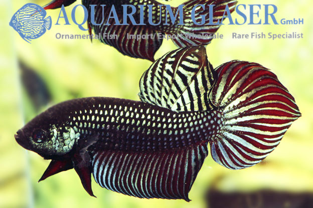 New Bettas (1): Spade Tail - Aquarium Glaser GmbH