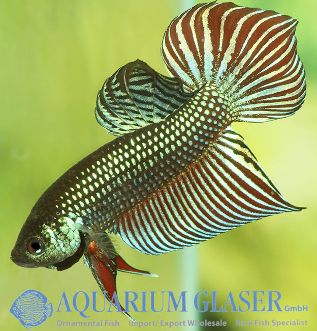 New Bettas (1): Spade Tail - Aquarium Glaser GmbH