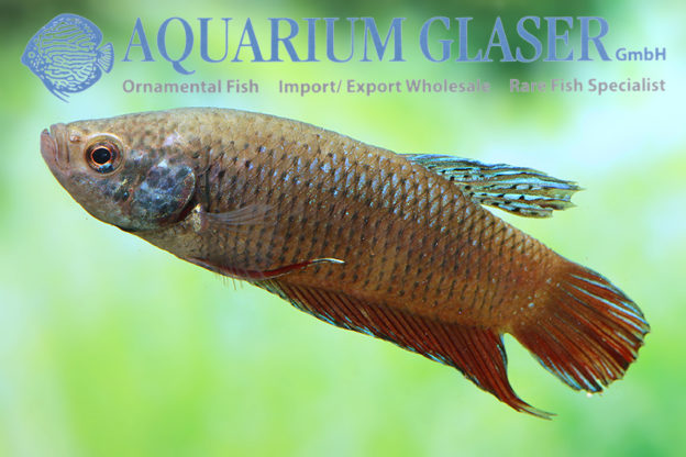 Betta splendens - real fighter Pla Kat Luk Maw - Aquarium Glaser GmbH