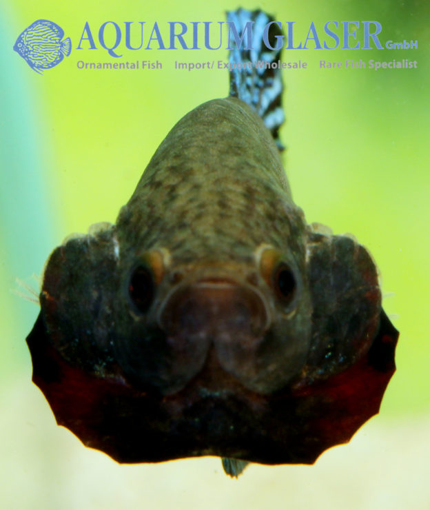 Betta splendens - real fighter Pla Kat Luk Maw - Aquarium Glaser GmbH