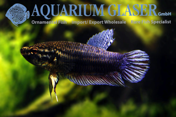 Betta splendens - real fighter Pla Kat Luk Maw - Aquarium Glaser GmbH
