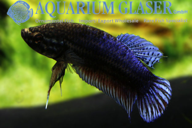 Betta splendens - real fighter Pla Kat Luk Maw - Aquarium Glaser GmbH