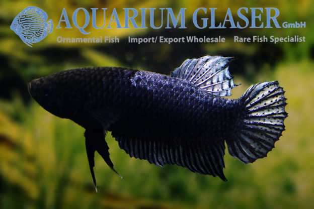 Betta splendens - real fighter Pla Kat Luk Maw - Aquarium Glaser GmbH