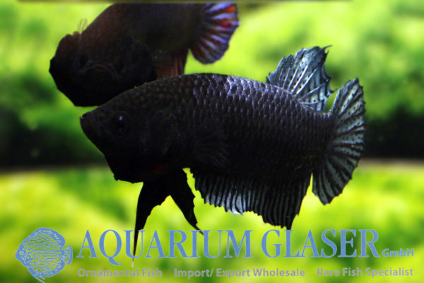 Betta splendens - real fighter Pla Kat Luk Maw - Aquarium Glaser GmbH