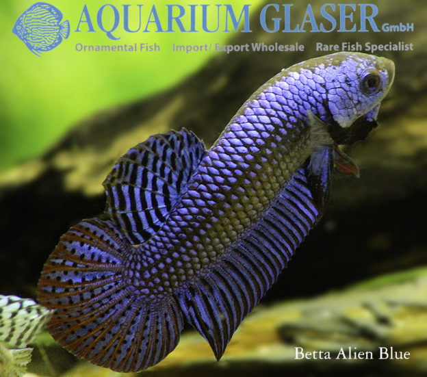 New Bettas (2): "Alien Blue", "Alien Steel Blue" and "Alien Green ...