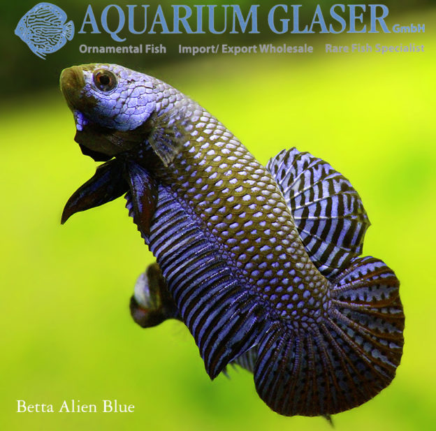 New Bettas (2): "Alien Blue", "Alien Steel Blue" and "Alien Green ...