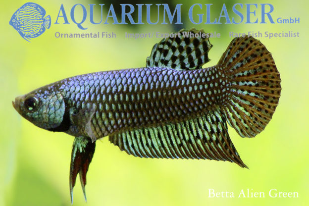 New Bettas (2): "Alien Blue", "Alien Steel Blue" and "Alien Green ...