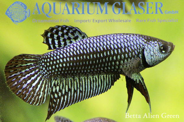 New Bettas (2): "Alien Blue", "Alien Steel Blue" and "Alien Green ...