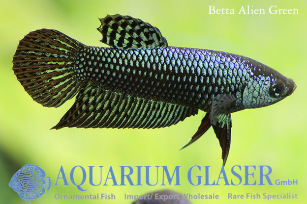 New Bettas (2): "Alien Blue", "Alien Steel Blue" and "Alien Green ...