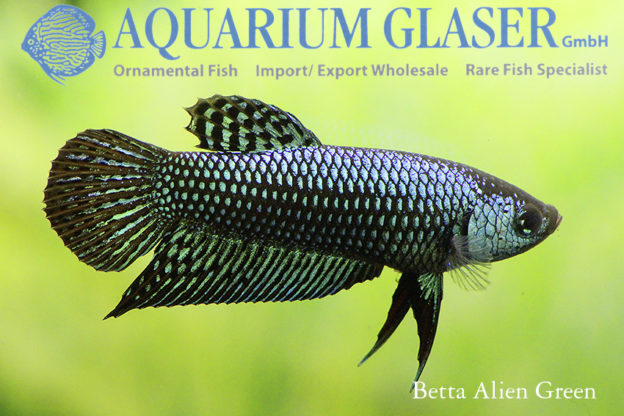 New Bettas (2): "Alien Blue", "Alien Steel Blue" and "Alien Green ...