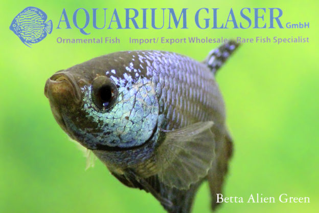 New Bettas (2): "Alien Blue", "Alien Steel Blue" and "Alien Green ...