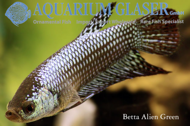 New Bettas (2): "Alien Blue", "Alien Steel Blue" and "Alien Green ...