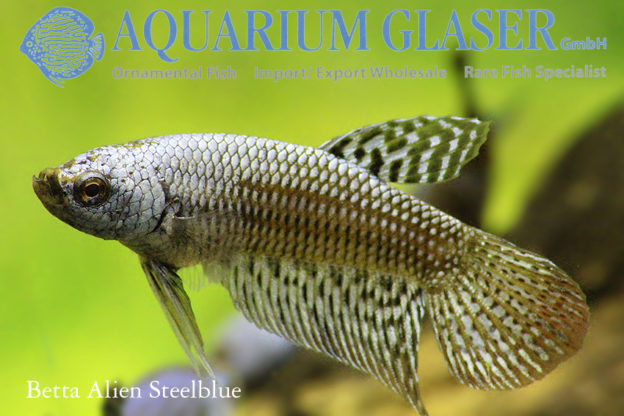 New Bettas (2): "Alien Blue", "Alien Steel Blue" and "Alien Green ...