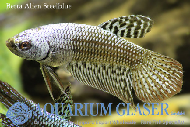 New Bettas (2): "Alien Blue", "Alien Steel Blue" and "Alien Green ...