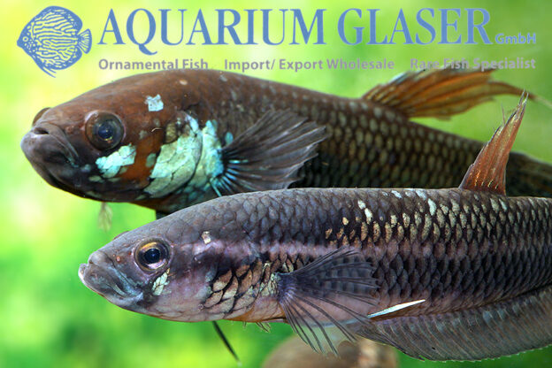 Fish Archive - Aquarium Glaser GmbH