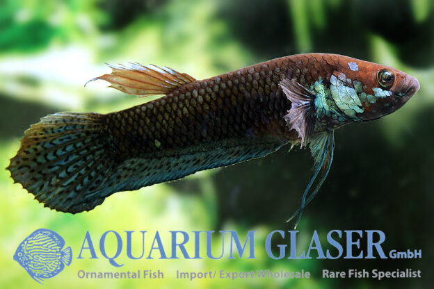 Betta unimaculata - Aquarium Glaser GmbH
