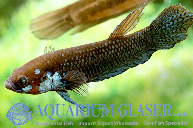 Betta unimaculata - Aquarium Glaser GmbH