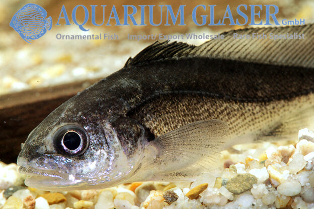 Boesemania microlepis - Aquarium Glaser GmbH