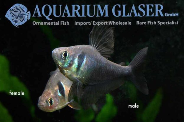 Megalamphodus megalopterus - Aquarium Glaser GmbH