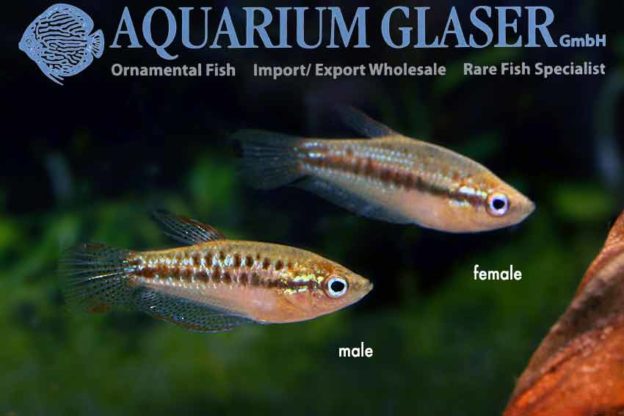 25a: Perchlike fishes (1): Labyrinth fishes - Page 2 of 2 - Aquarium ...