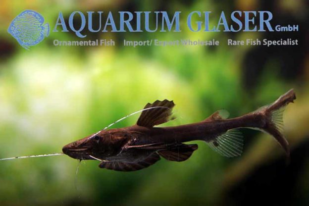 Sorubimichthys planiceps - Aquarium Glaser GmbH