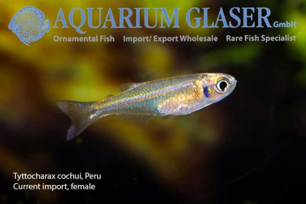 Dwarf Tetras from Peru 2: Tyttocharax cochui - Aquarium Glaser GmbH