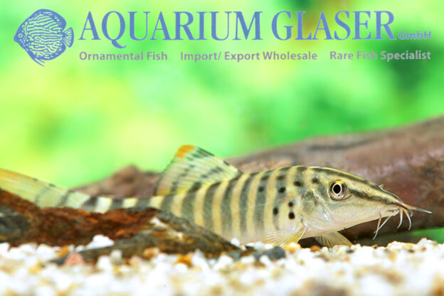 Syncrossus helodes (formerly: Botia helodes) - Aquarium Glaser GmbH