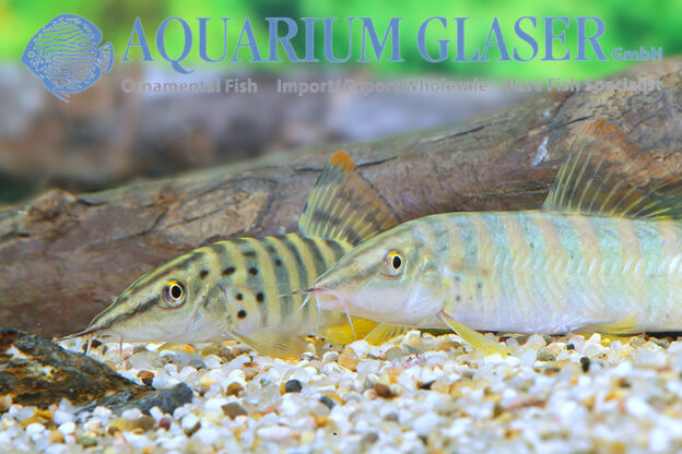 Syncrossus helodes (formerly: Botia helodes) - Aquarium Glaser GmbH
