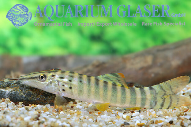 Syncrossus helodes (formerly: Botia helodes) - Aquarium Glaser GmbH