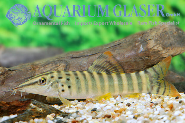 Syncrossus helodes (formerly: Botia helodes) - Aquarium Glaser GmbH