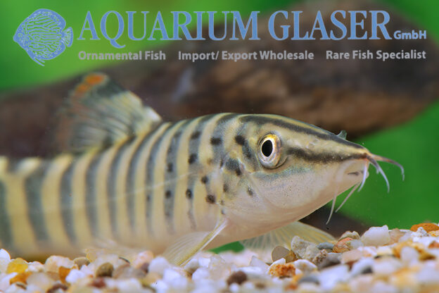 Syncrossus helodes (früher: Botia helodes) - Aquarium Glaser GmbH