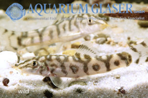 Botia lohachata - Aquarium Glaser GmbH