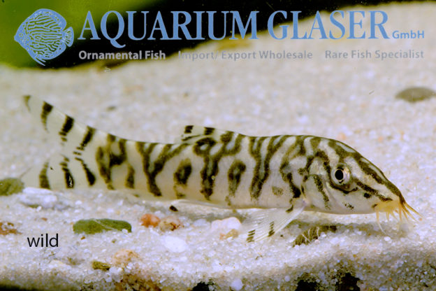 Botia lohachata - Aquarium Glaser GmbH