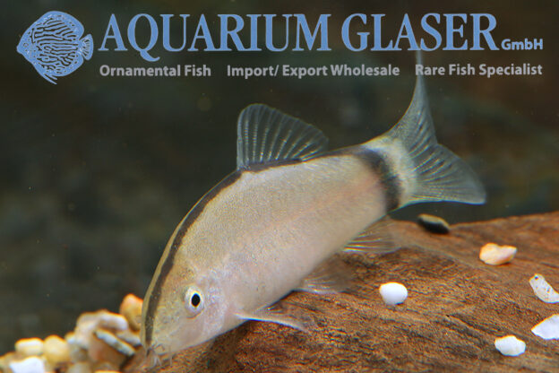 Yasuhikotakia morleti - Aquarium Glaser GmbH